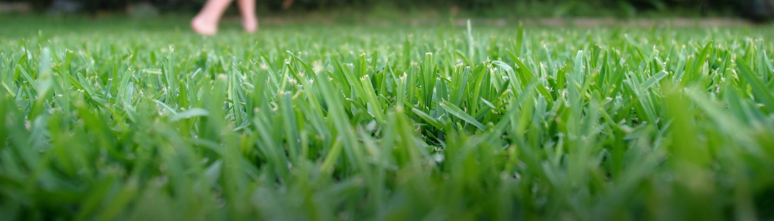 Instant Lawn Solutions Experts | Sydney Lawn & Turf Supplies
