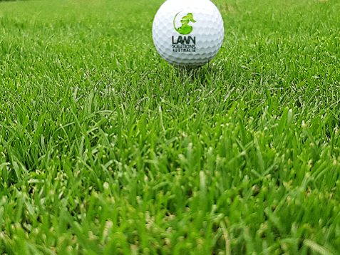 TifTuf Bermuda Grass - Sydney Lawn & Turf Supplies